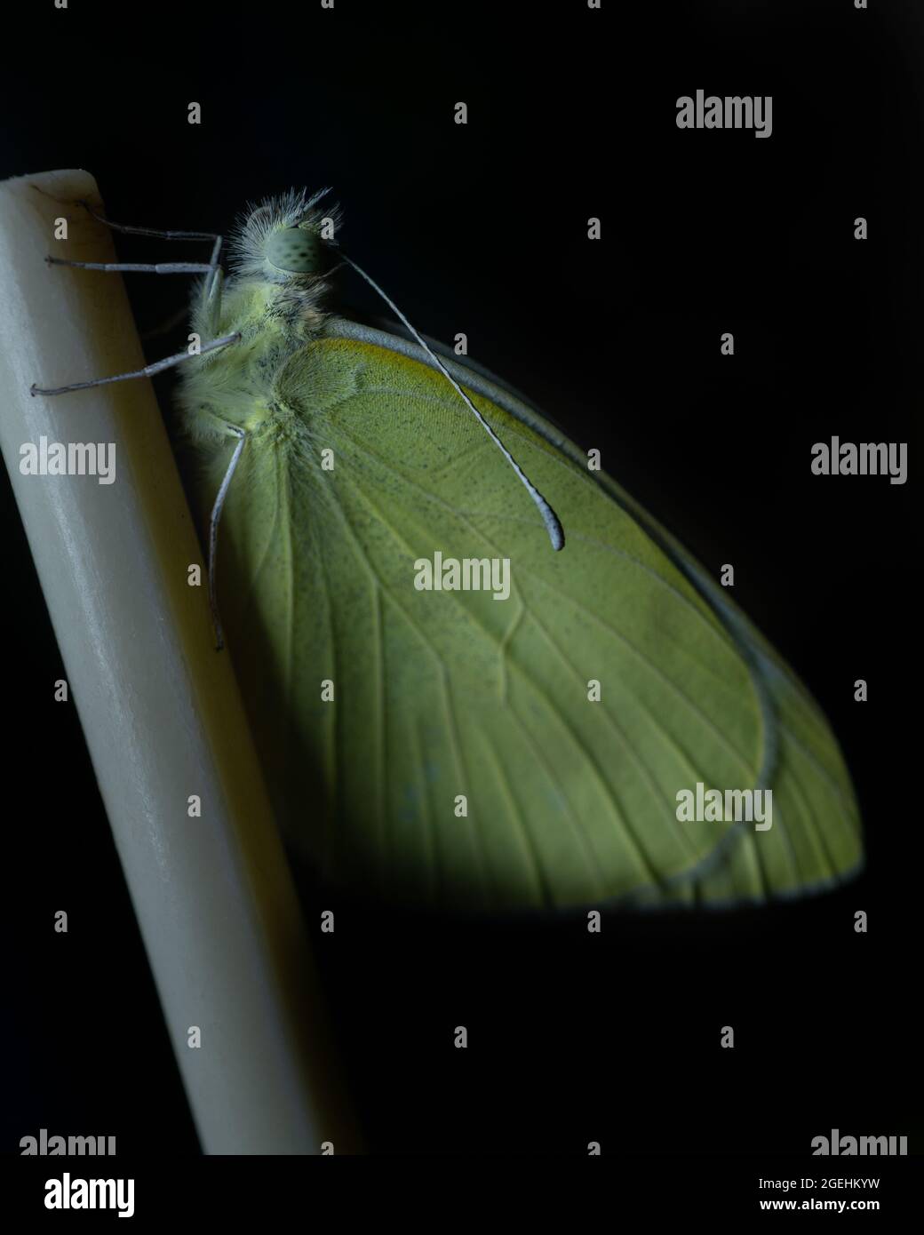 Nice green butterfly with large wings Stock Photo - Alamy