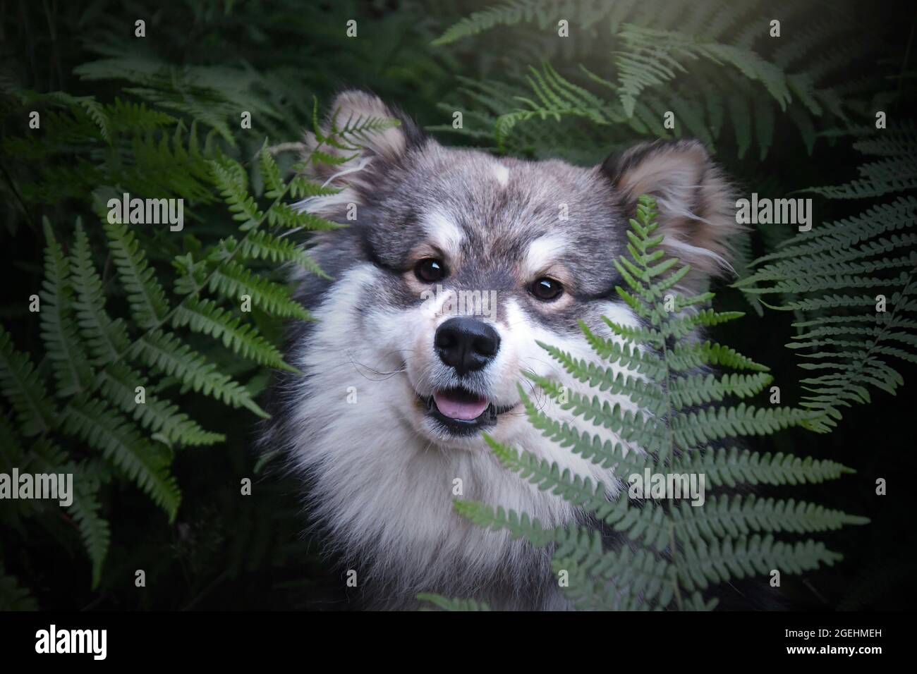 Portrait of a young and happy Finnish Lapphund dog sitting in nature ...
