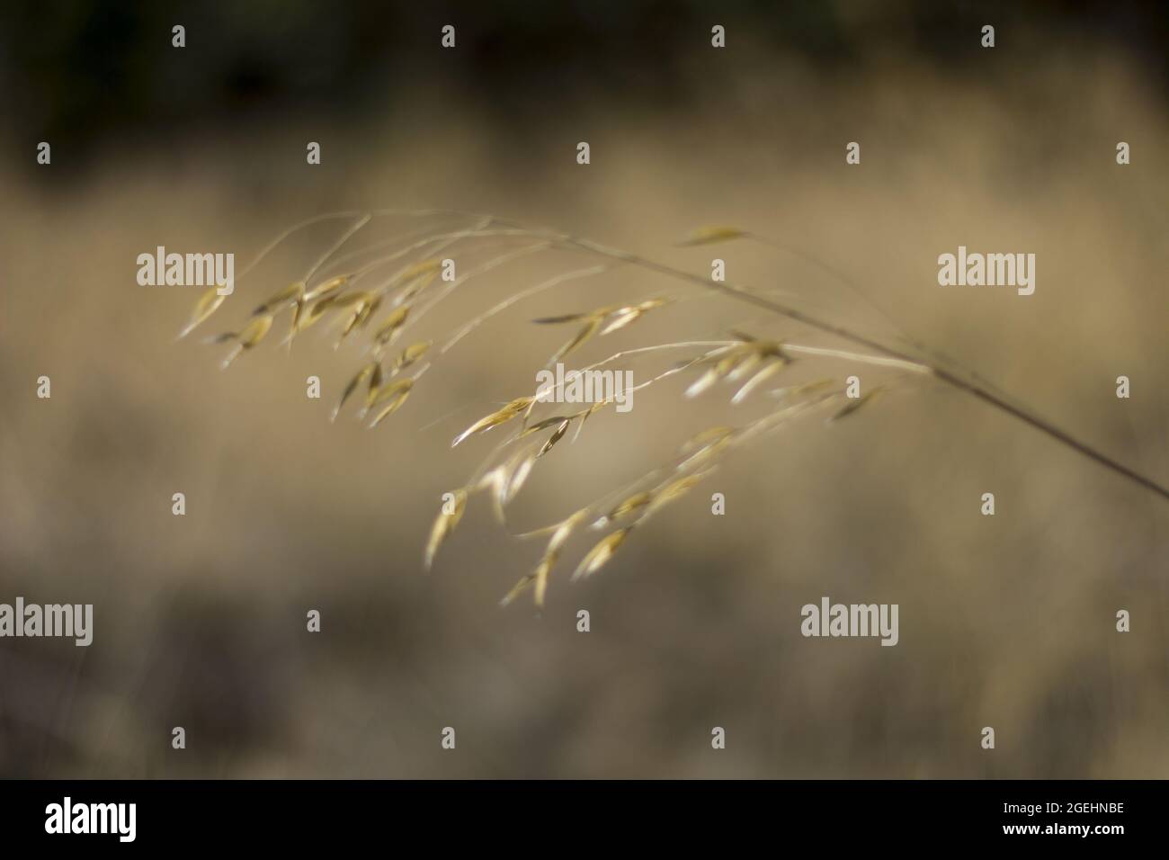 Closeup of Meadow Fescue plant in a field Stock Photo - Alamy