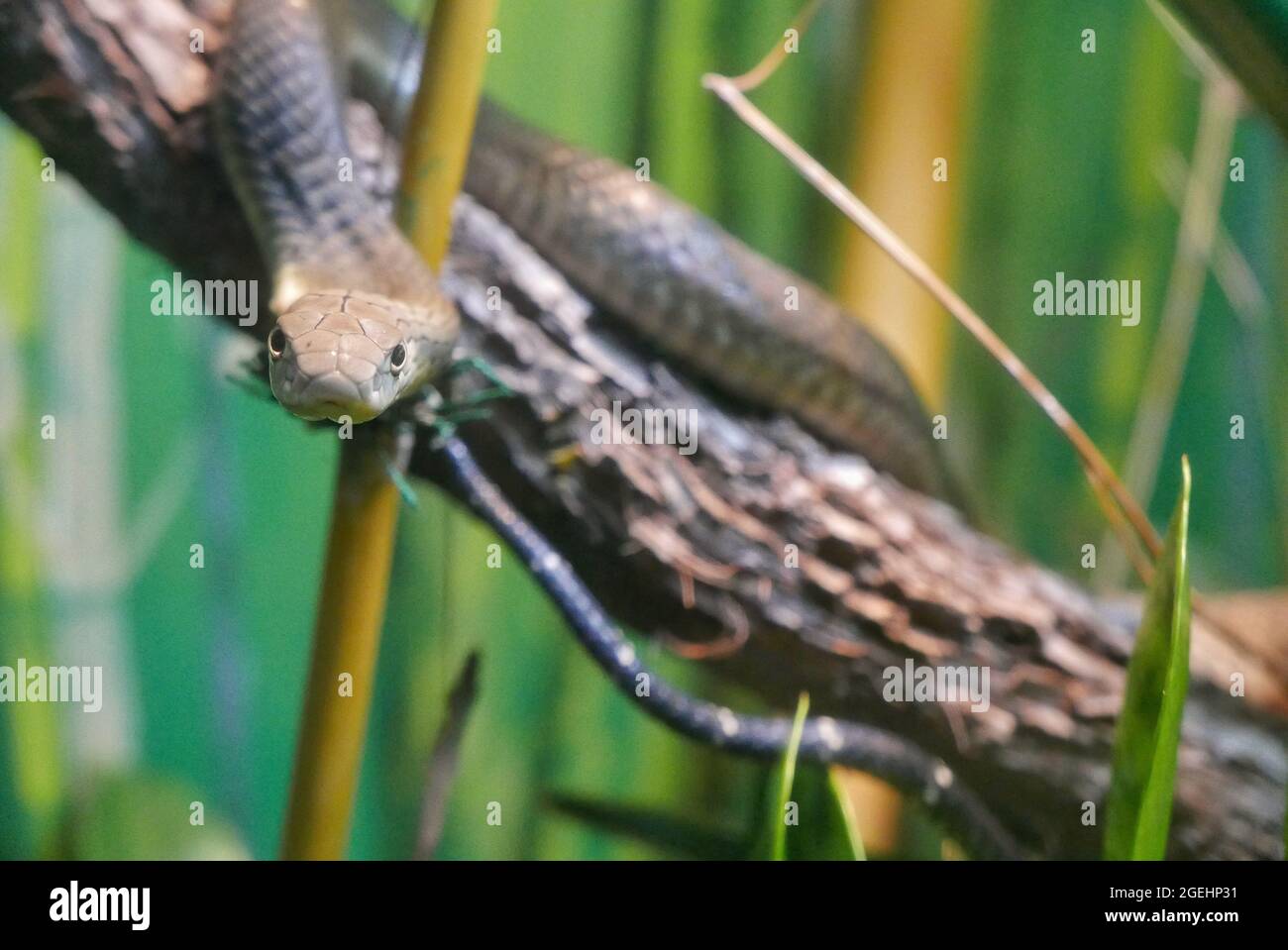 Closeup view of a snake lying on the log of the tree in the forest on a ...