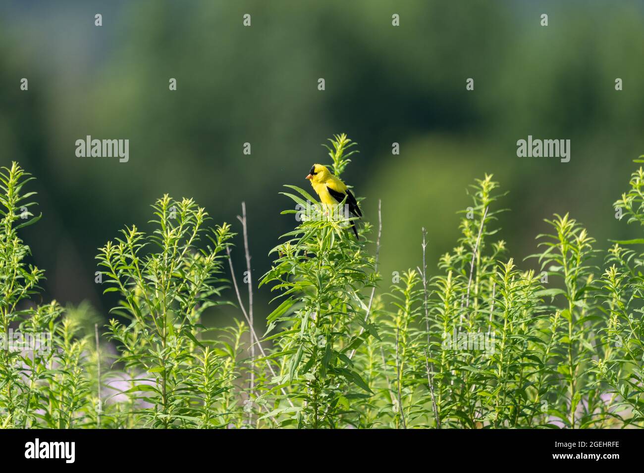 Common yellowthroat standing on the green branches Stock Photo - Alamy