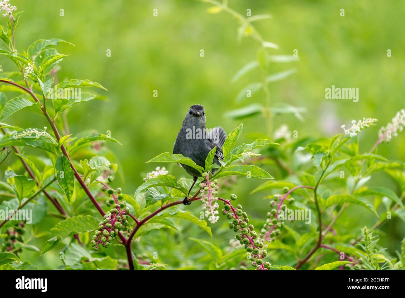 Gray catbird standing on the tree branch Stock Photo - Alamy