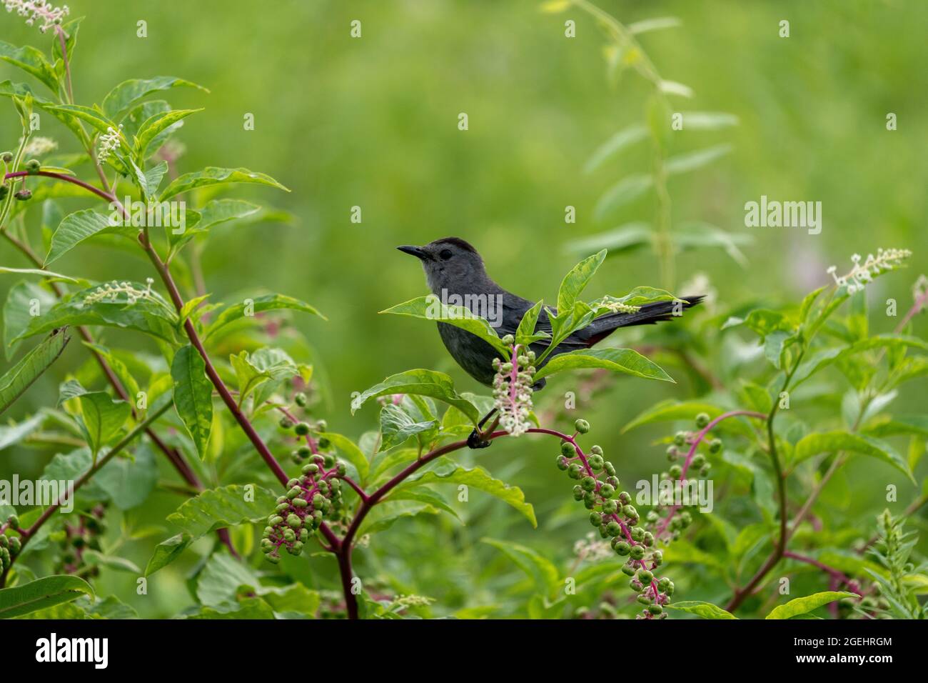 Gray catbird standing on the tree branch Stock Photo - Alamy
