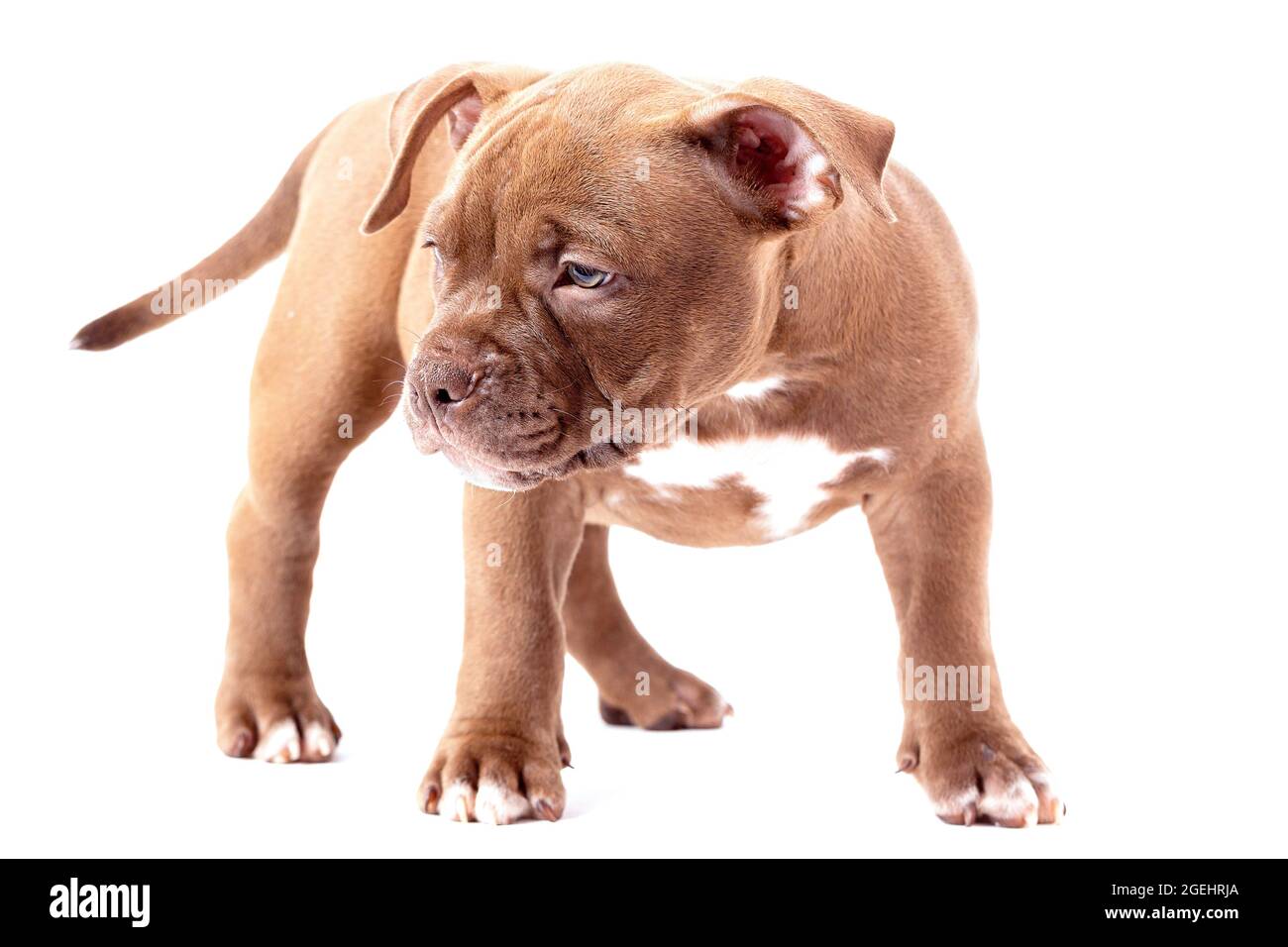 A brown American bully puppy stands calmly and looks away. Isolated on ...
