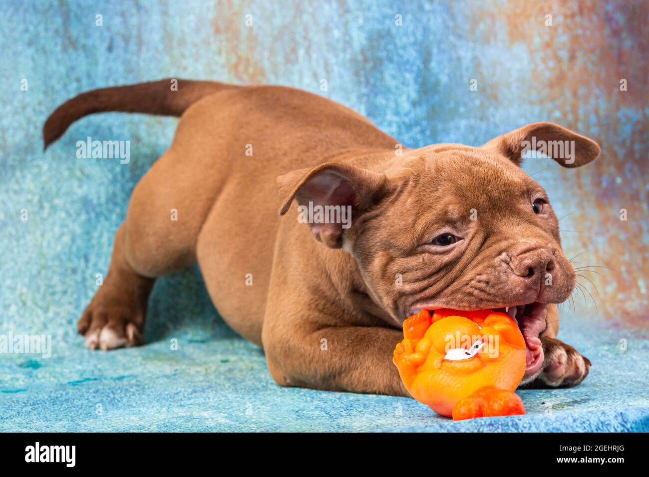 A brown American bully puppy plays with an orange rubber toy. Close-up ...