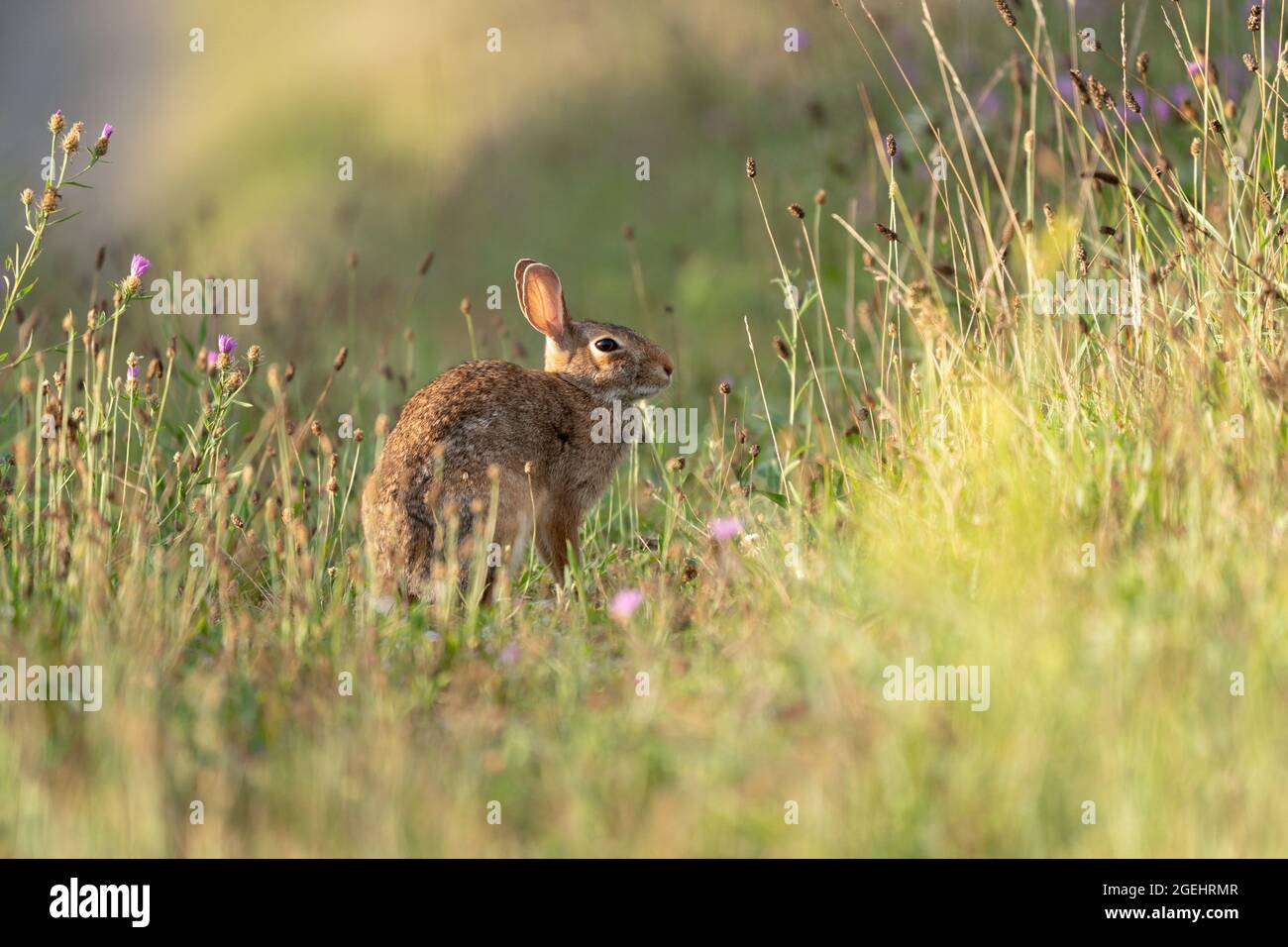 Brown, cute rabbit in its habitat Stock Photo - Alamy
