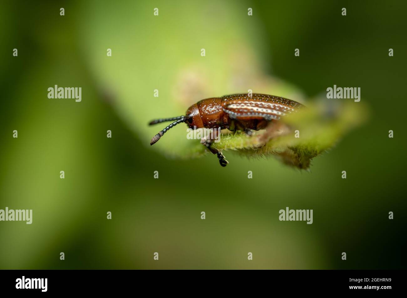 Denticollis hi-res stock photography and images - Alamy