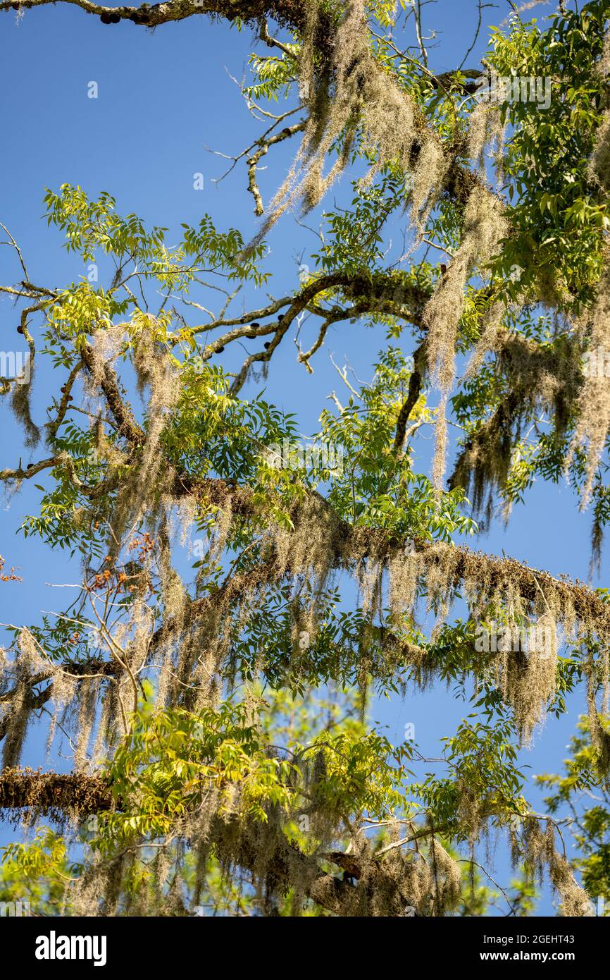 Oak moss blue sky hi-res stock photography and images - Alamy