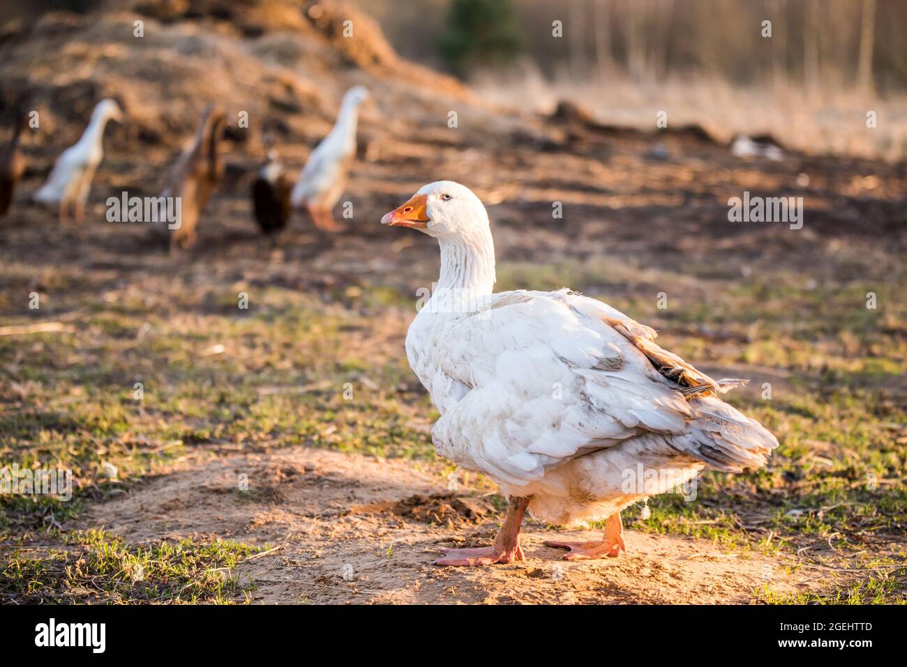 old white goose portait on nature outdoor Stock Photo - Alamy