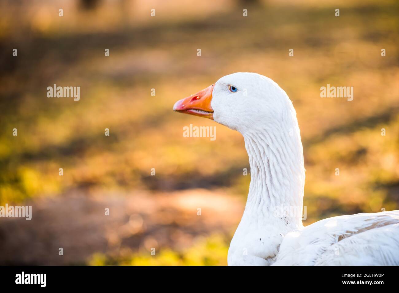 old white goose portait on nature outdoor Stock Photo - Alamy