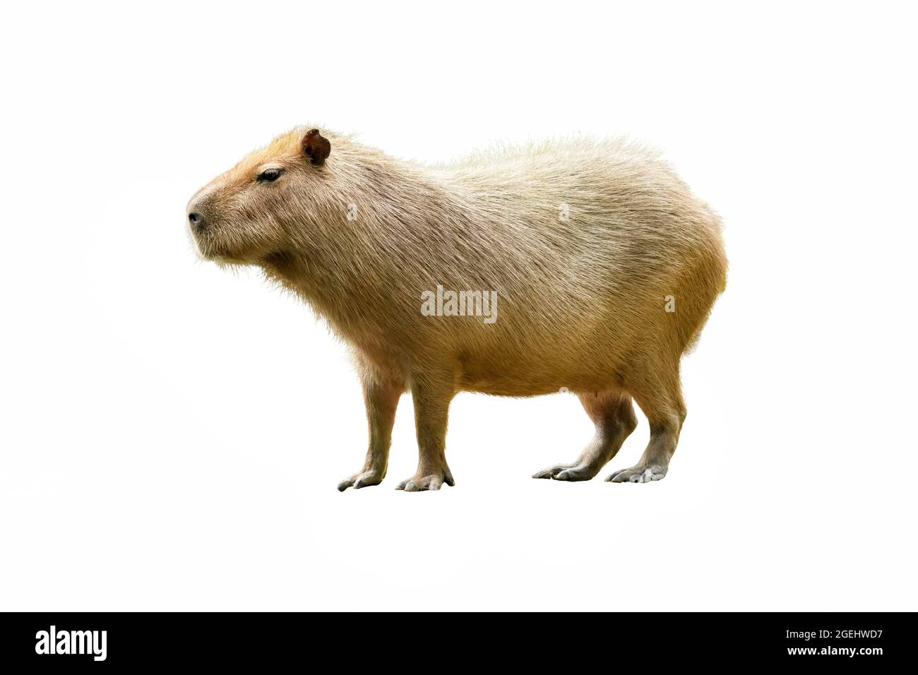 Capybara herbivore zoo Cut Out Stock Images & Pictures - Alamy