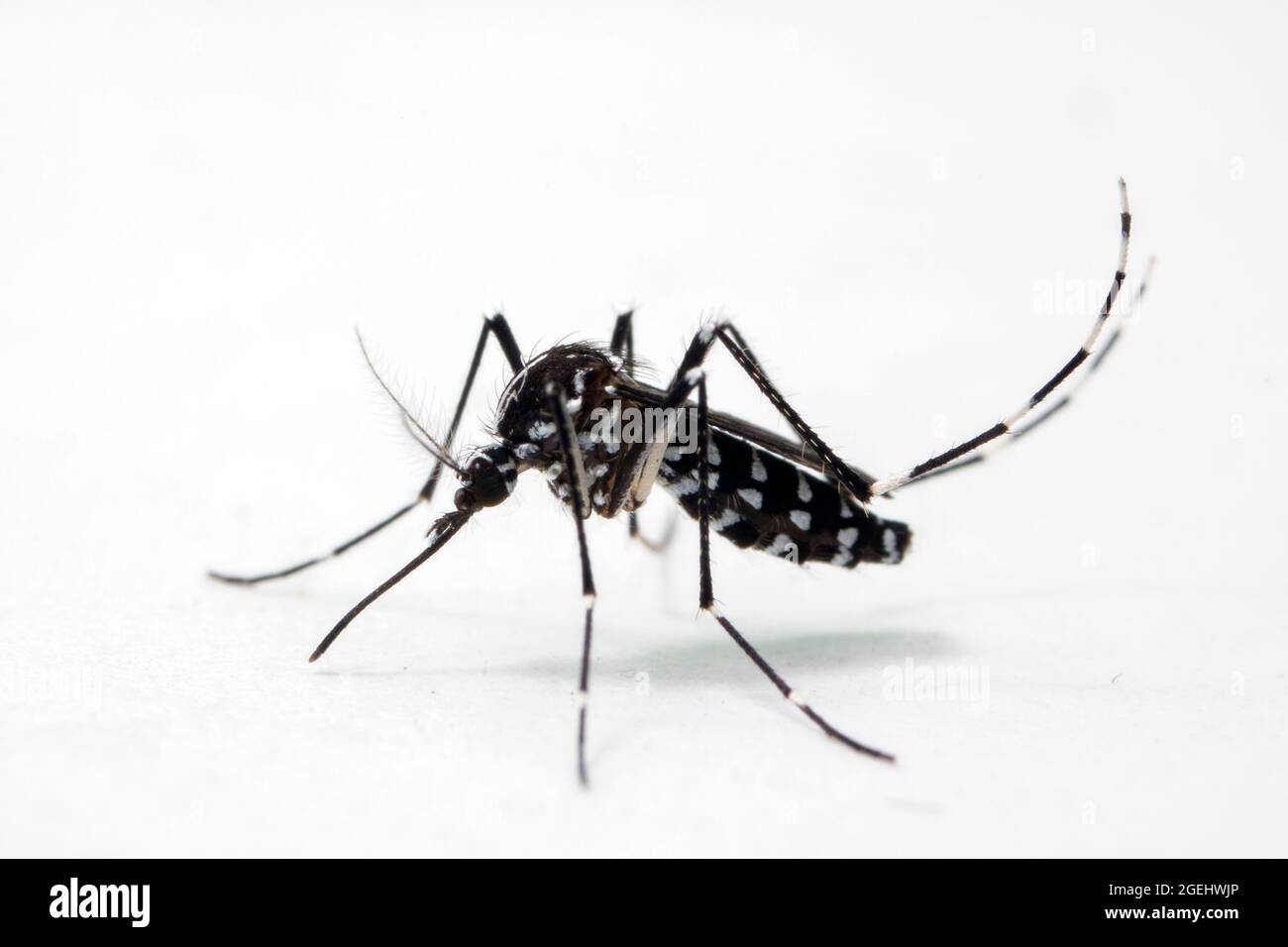 Asian Tiger Mosquito (Aedes albopictus) isolated on white background ...