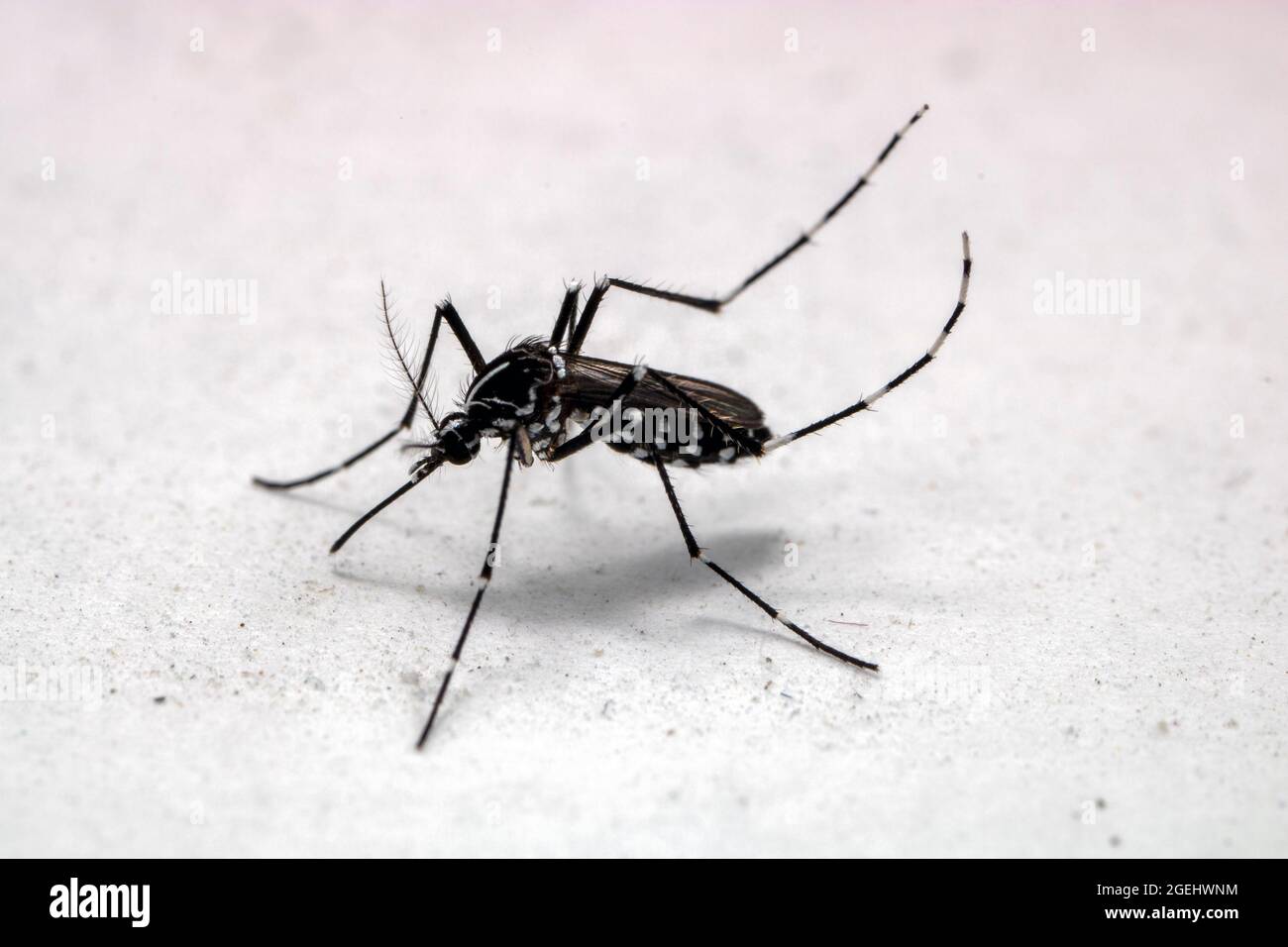 Asian Tiger Mosquito (Aedes albopictus) isolated on white background ...