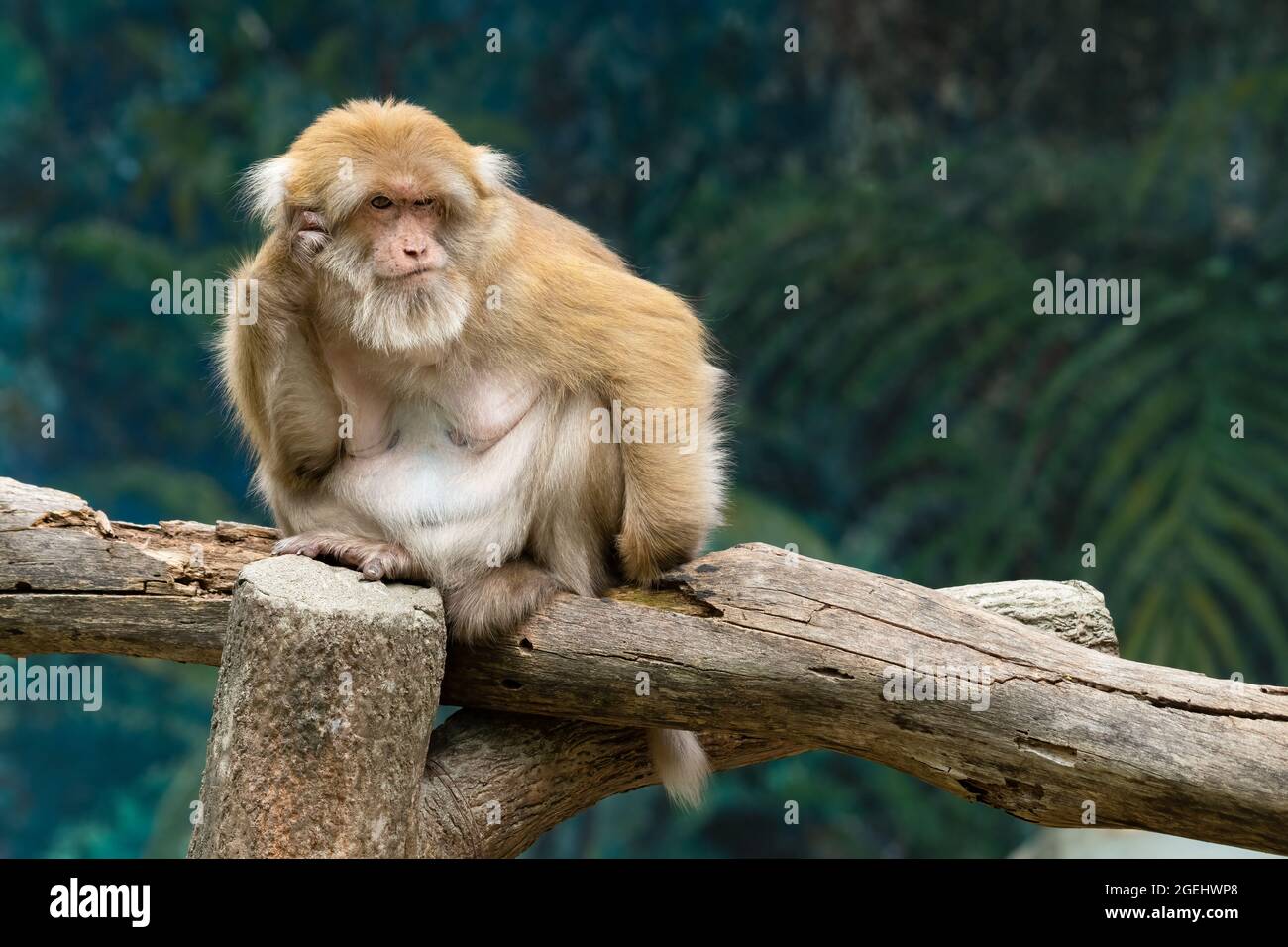 Assamese Macaque High Resolution Stock Photography and Images - Alamy