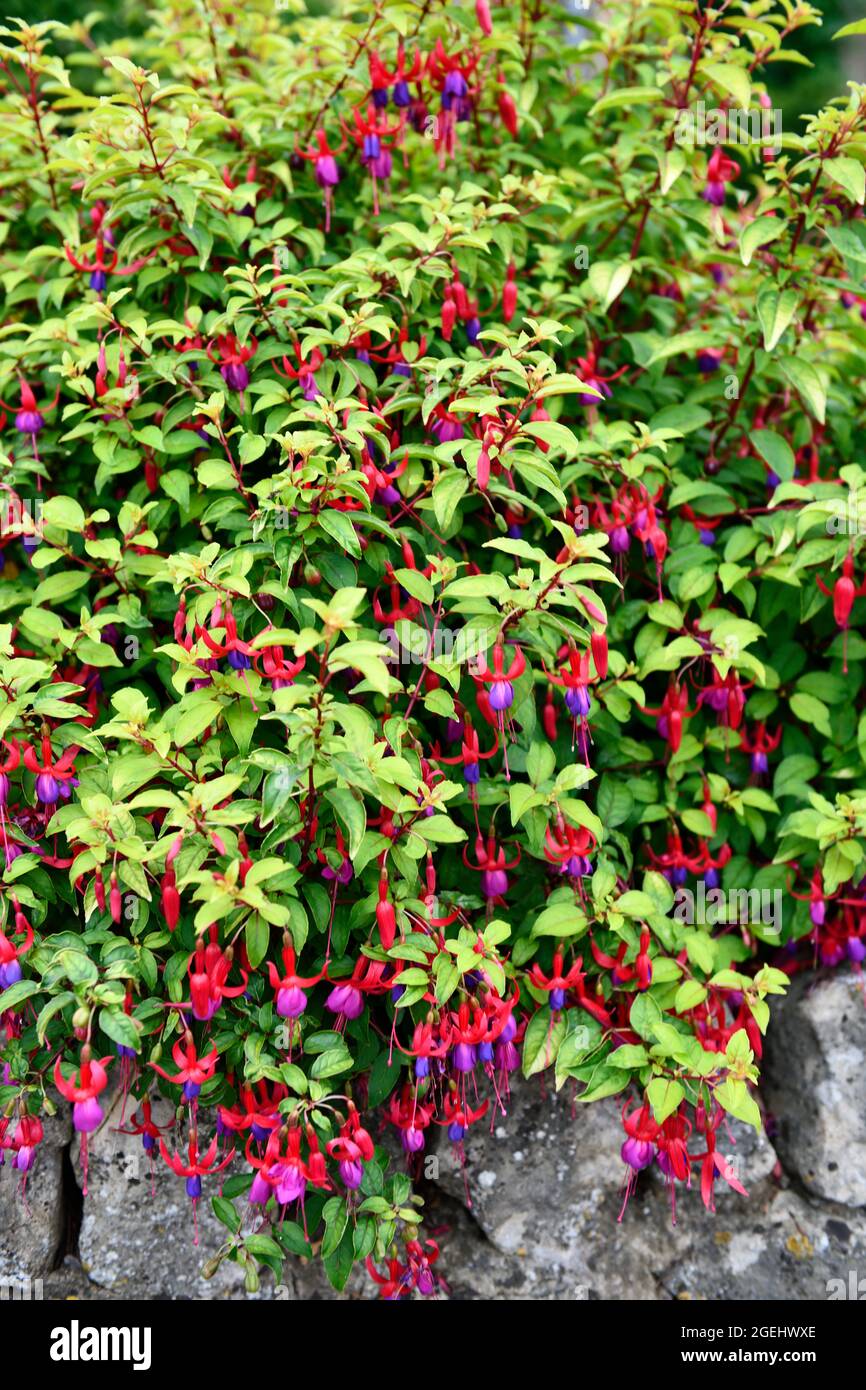 Fuchsia Flowers in Garden Stock Photo - Alamy