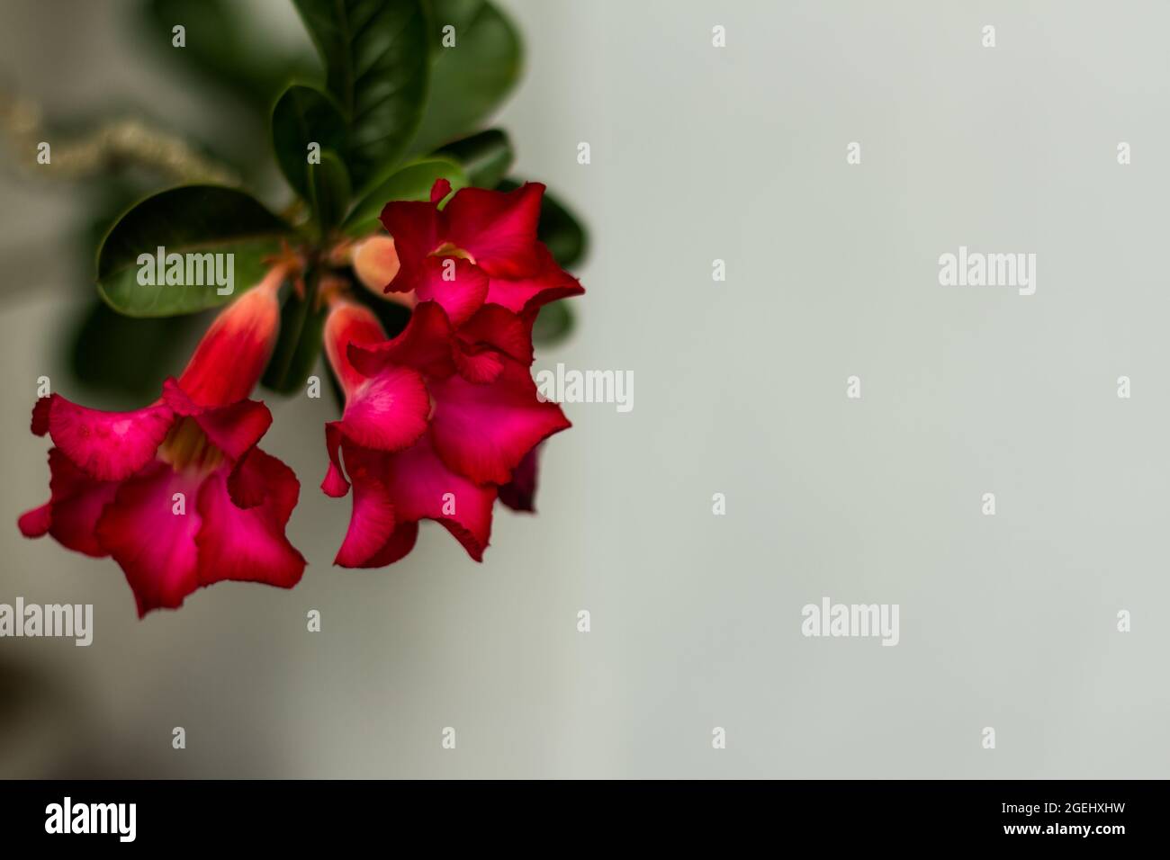 adenium obesum, in bloom with bright red color with the majority gray ...