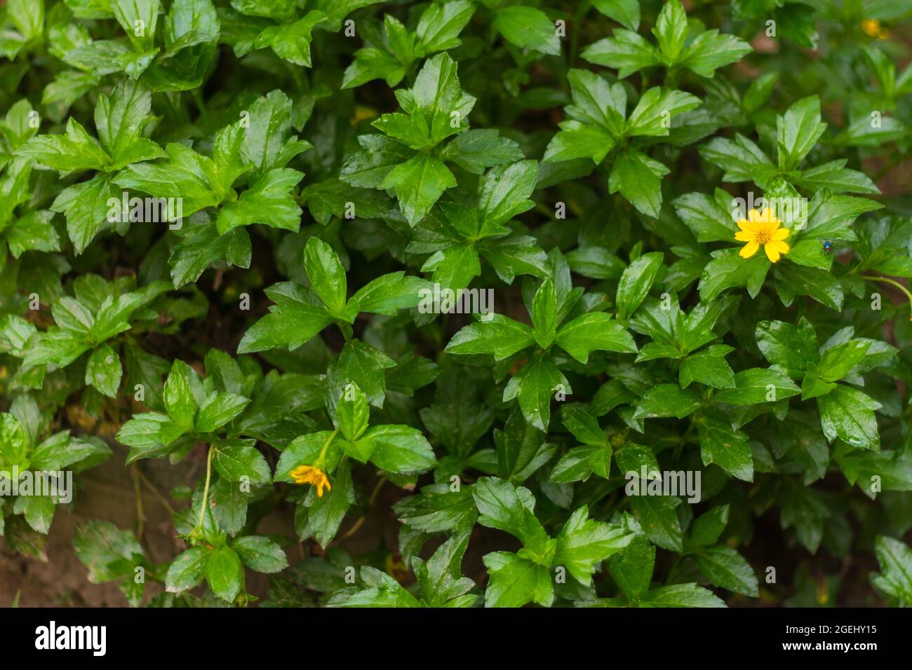 A stretch of creeping buttercup, Ranunculus repens, is blooming on a ...