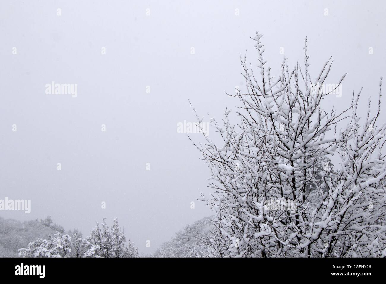 Chilling view of snow-covered trees during a snowfall in Georgia Stock ...