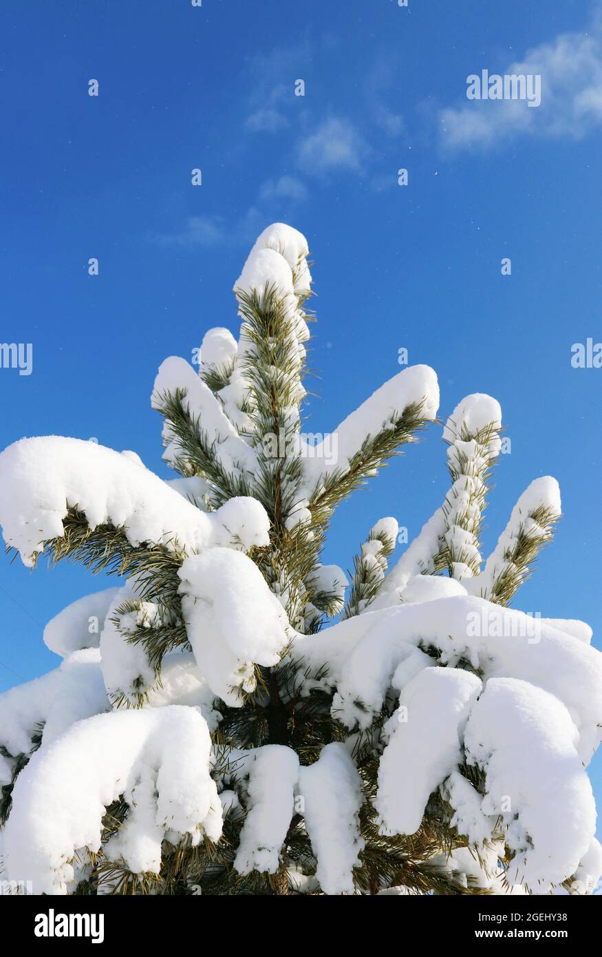 Blue spruce tree white background hi-res stock photography and images ...
