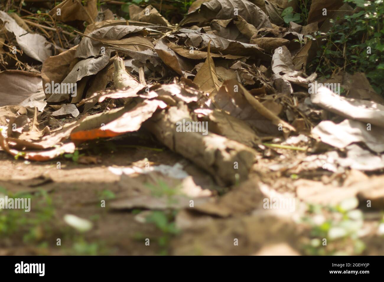 The leaves of the teak tree that have fallen from their branches, are ...