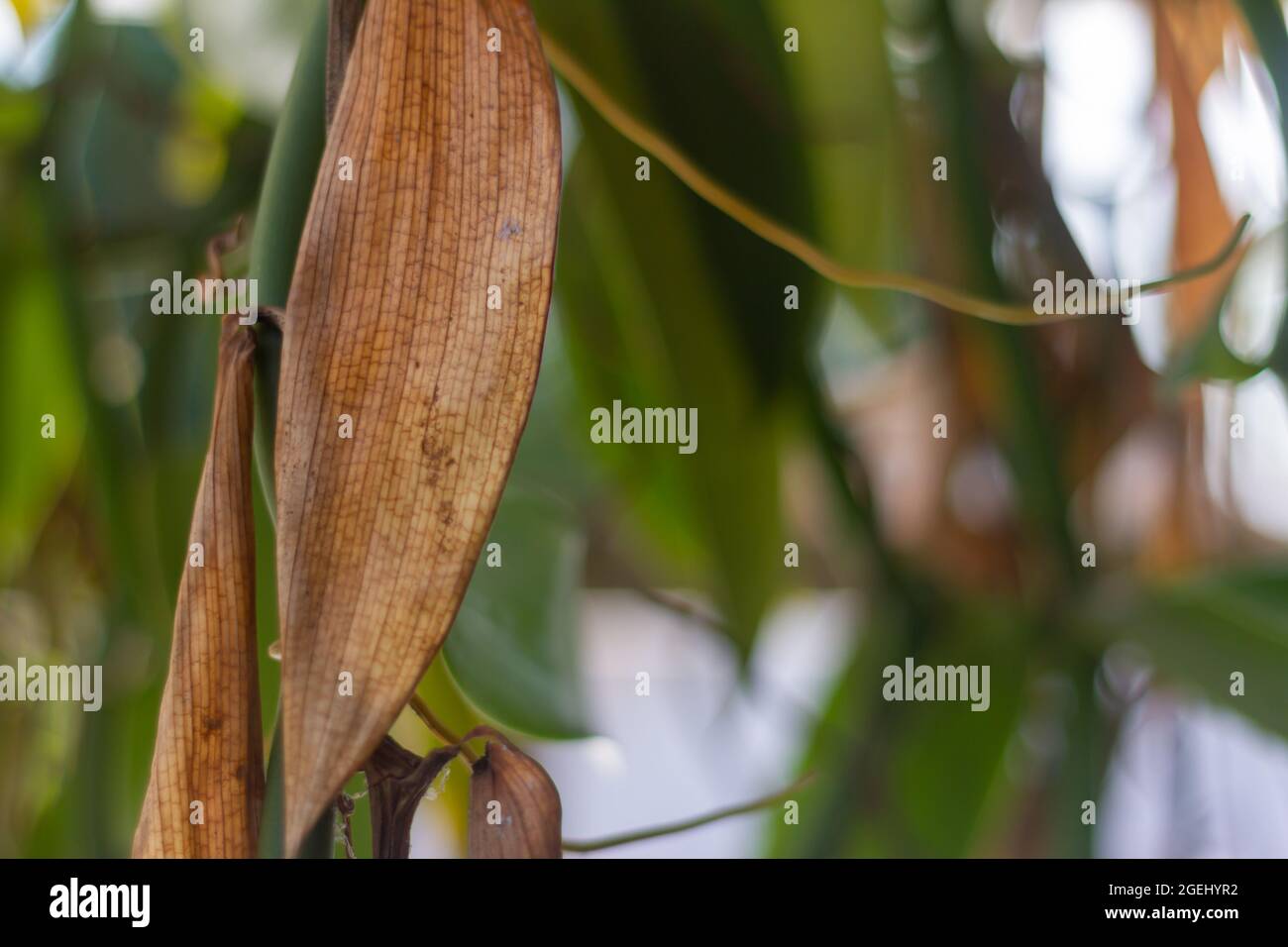 The dried, brown leaves of the vanilla plant are still firmly attached ...