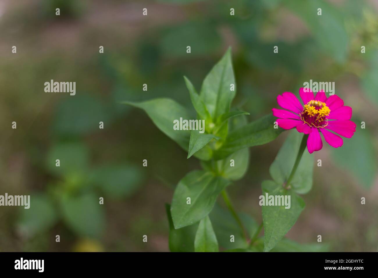 paper flowers (zinnia) with red flowers tend to be pink while blooming ...