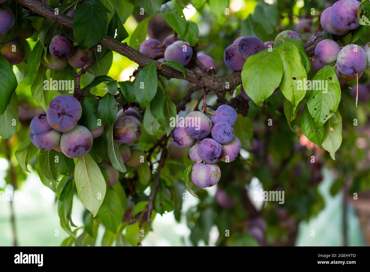Closeup shot of growing plums on the trees in the greenery Stock Photo ...