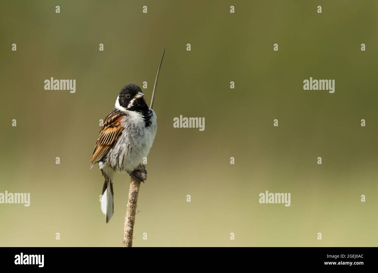 Common reed bunting perched on a reed in Rainham marshes nature reserve ...