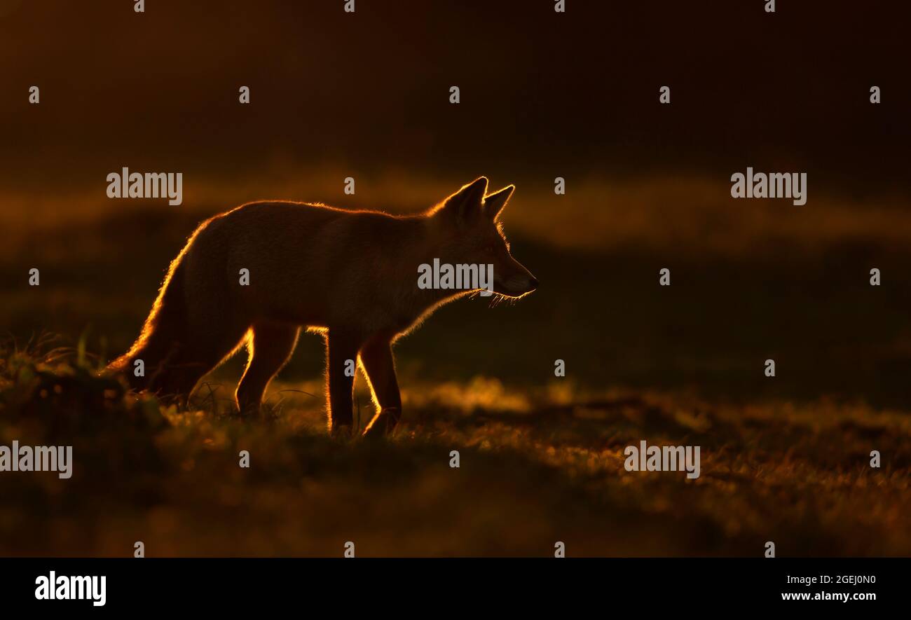 Fox silhouette hi-res stock photography and images - Alamy