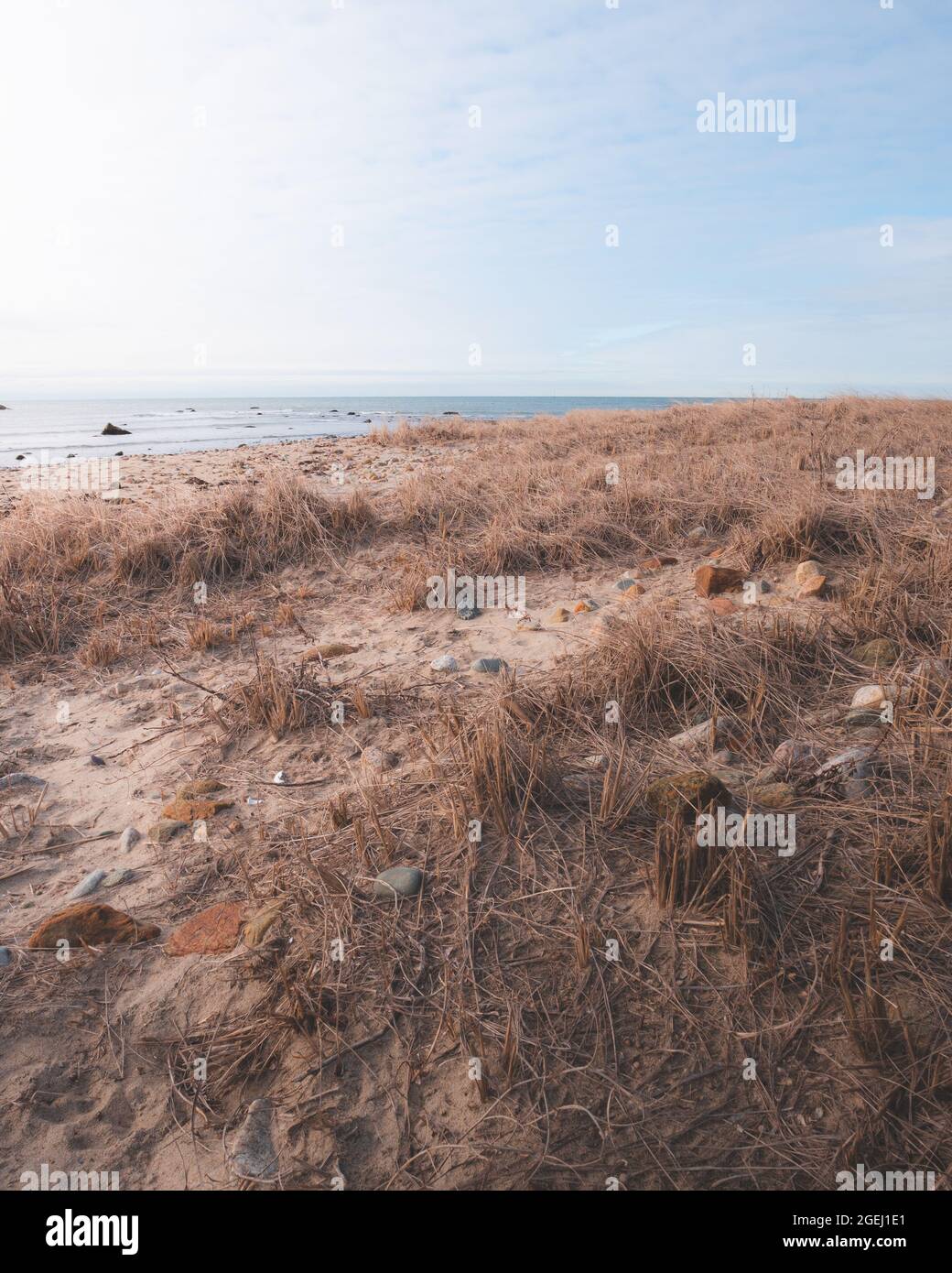 This coastal scene shows beach grass growing on a sandy beach covered ...