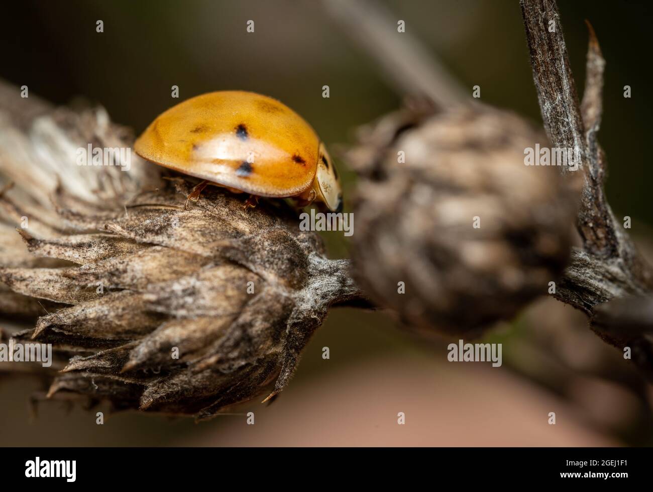 Macro shot of ladybird on the dried flower Stock Photo - Alamy