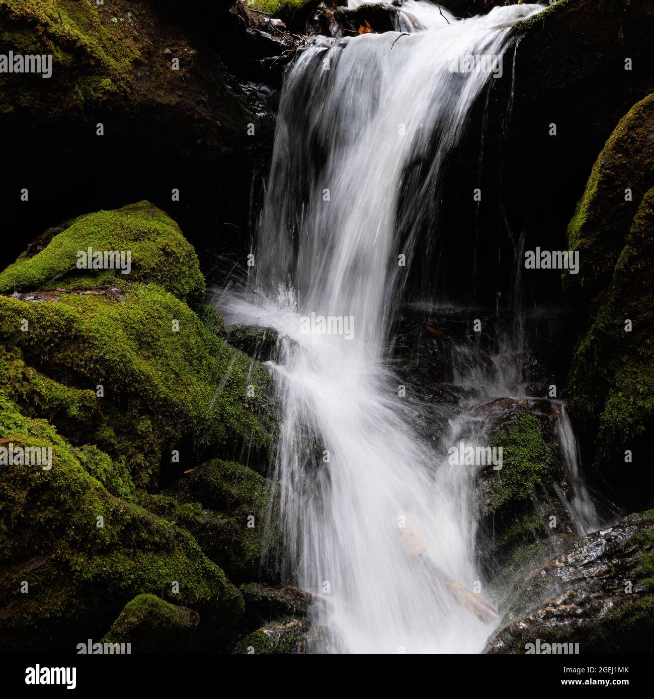 A moss covered waterfall in a Massachusetts stream. The water in this ...