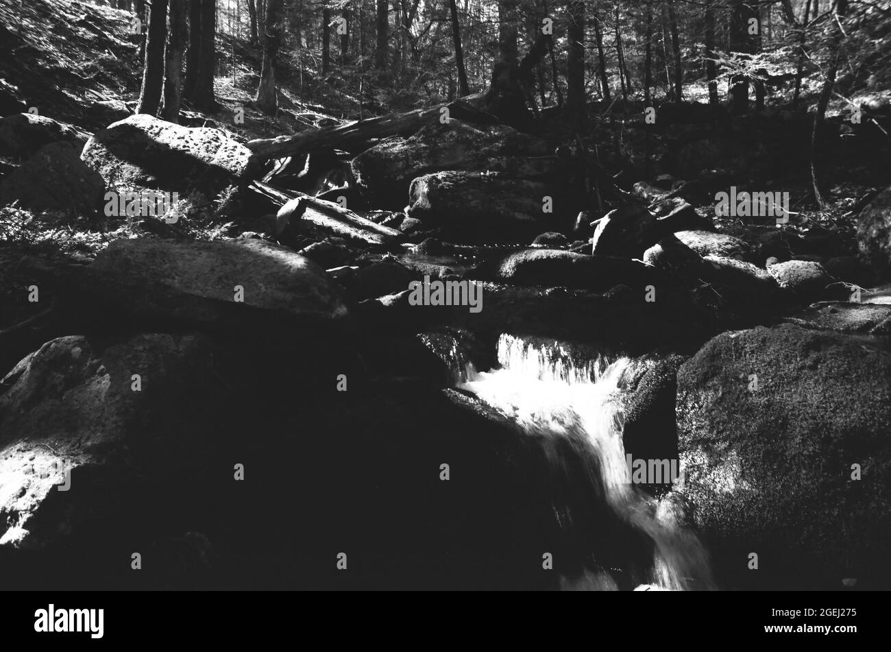 A forested woodland scene with a creek cascading down rocks. The small ...