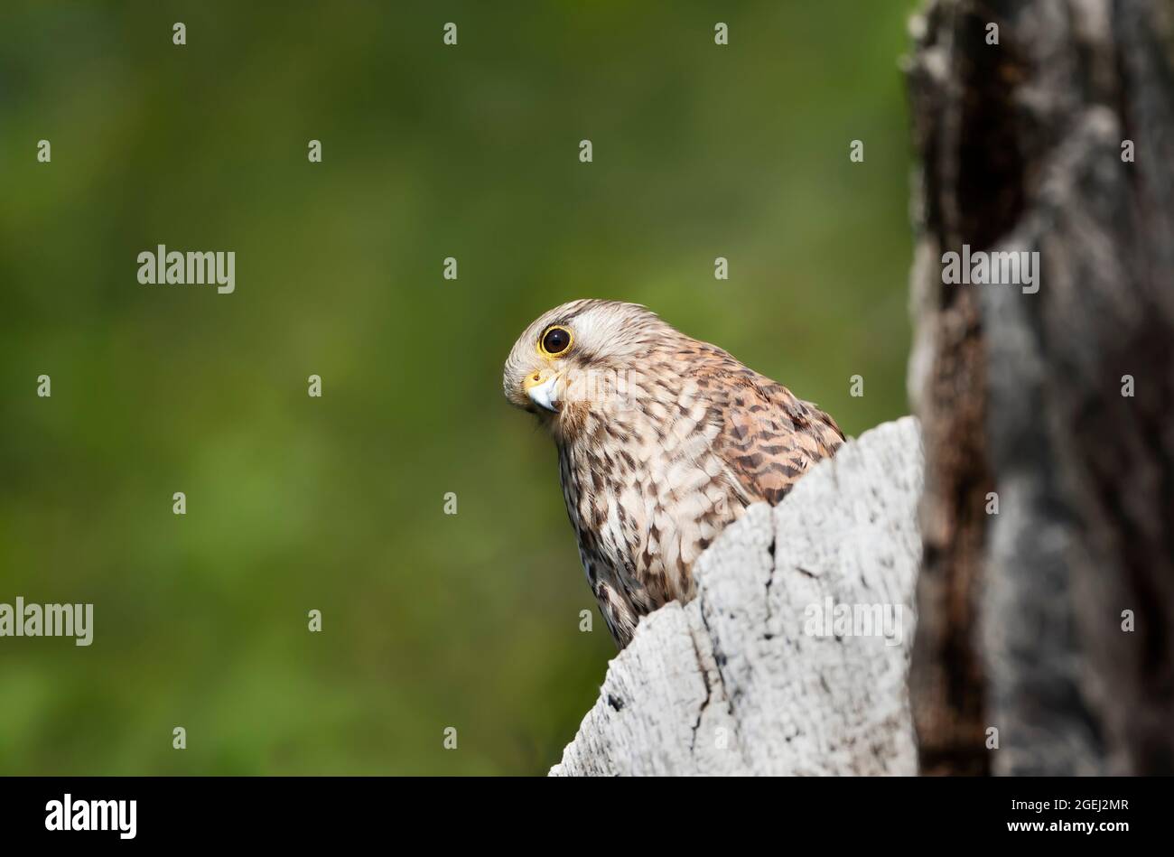 Close up of a common kestrel perched on a tree trunk, United Kingdom ...