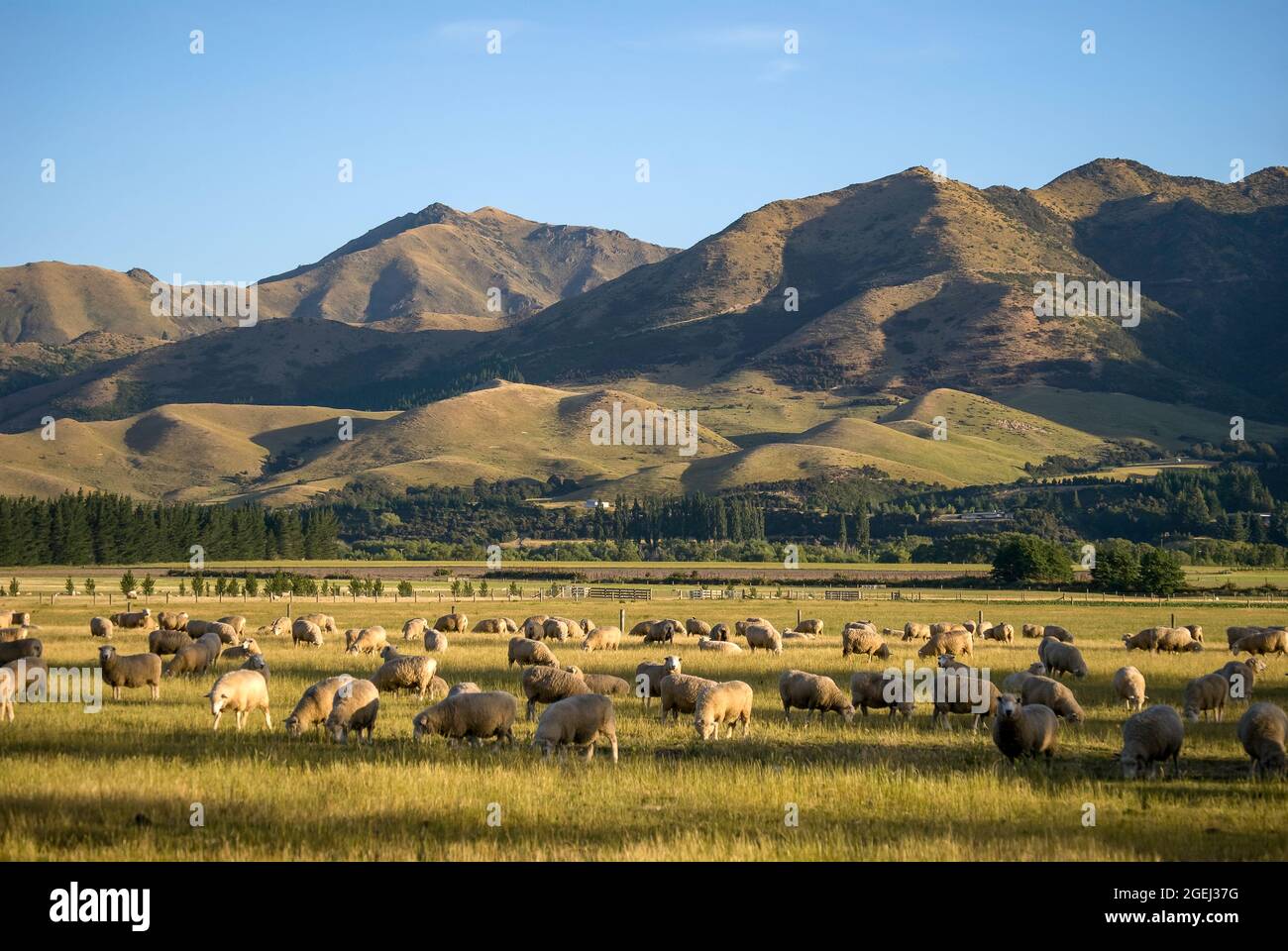 Sheep pasture and hills showing Amuri Ranges, Hurunui District ...