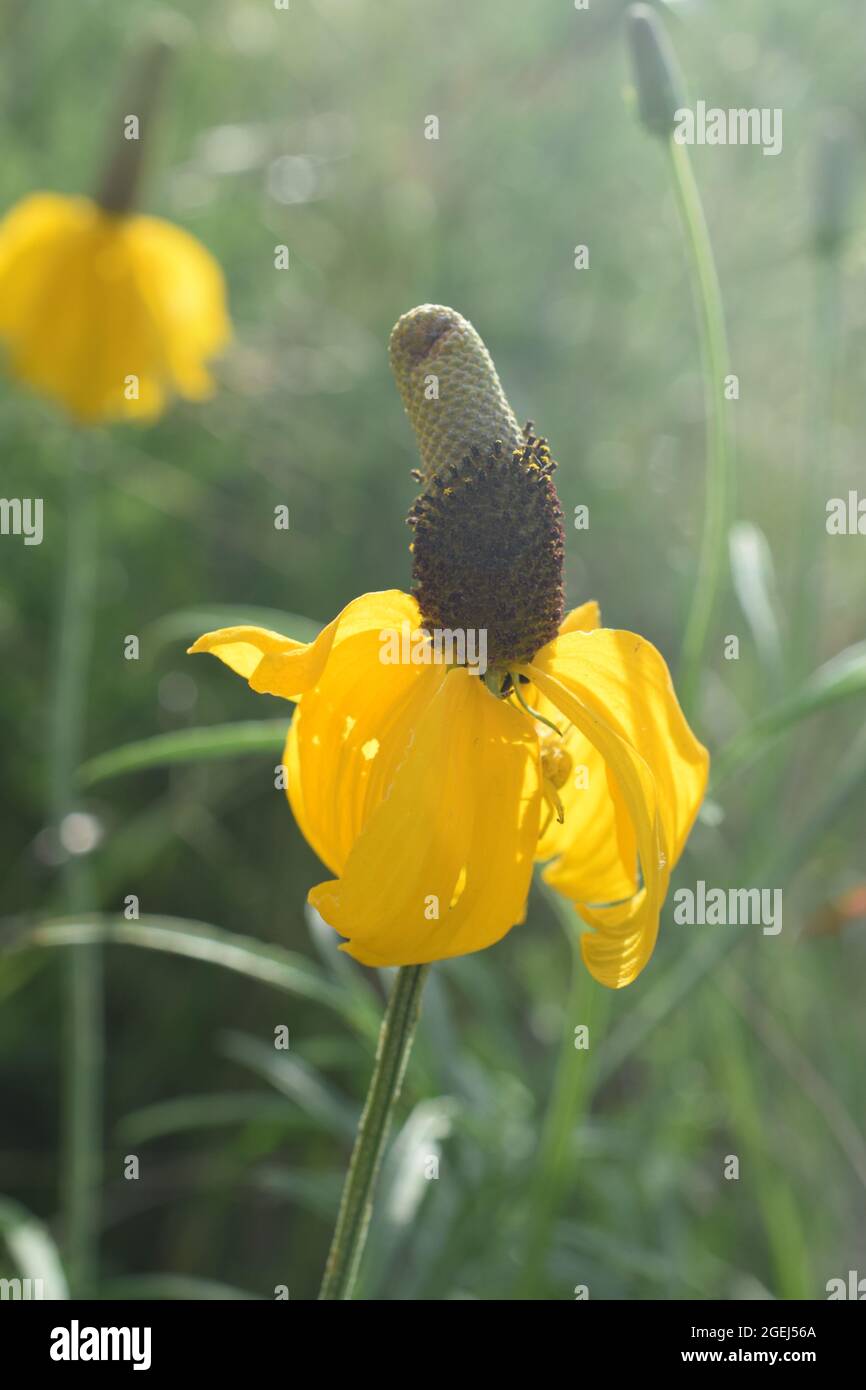 Prairie grass great plain hi-res stock photography and images - Alamy