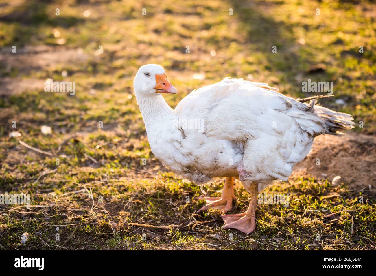 old white goose portait on nature outdoor Stock Photo - Alamy
