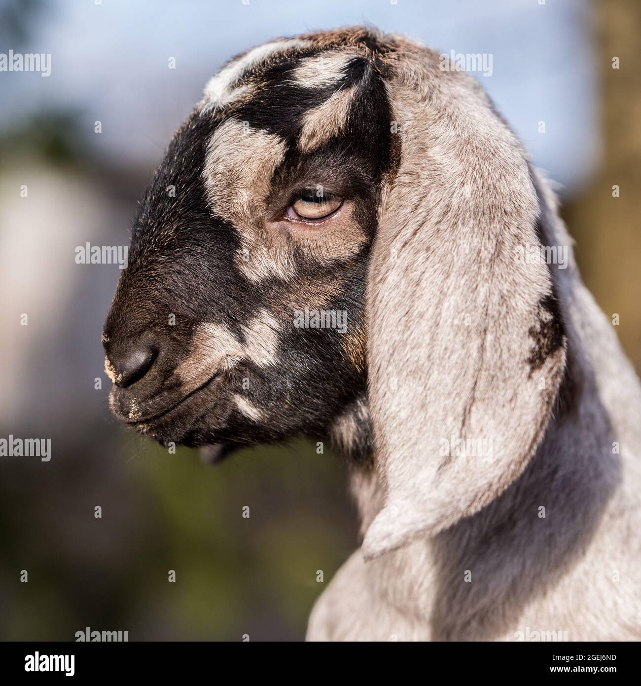 Small south african boer goat closeup portrait Stock Photo - Alamy