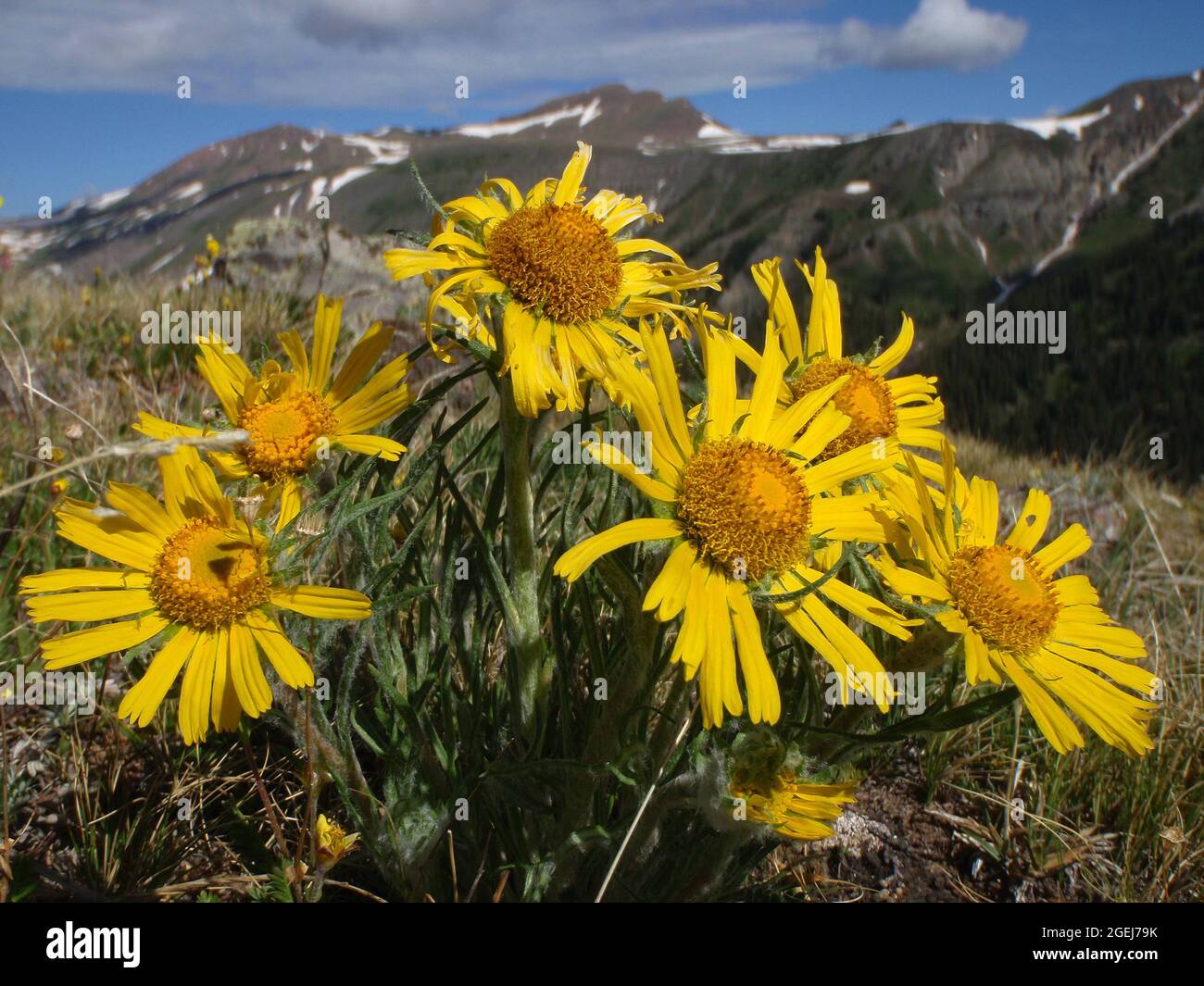 Old Man of the Mountains, Hymenoxys grandiflora, South San Juan ...