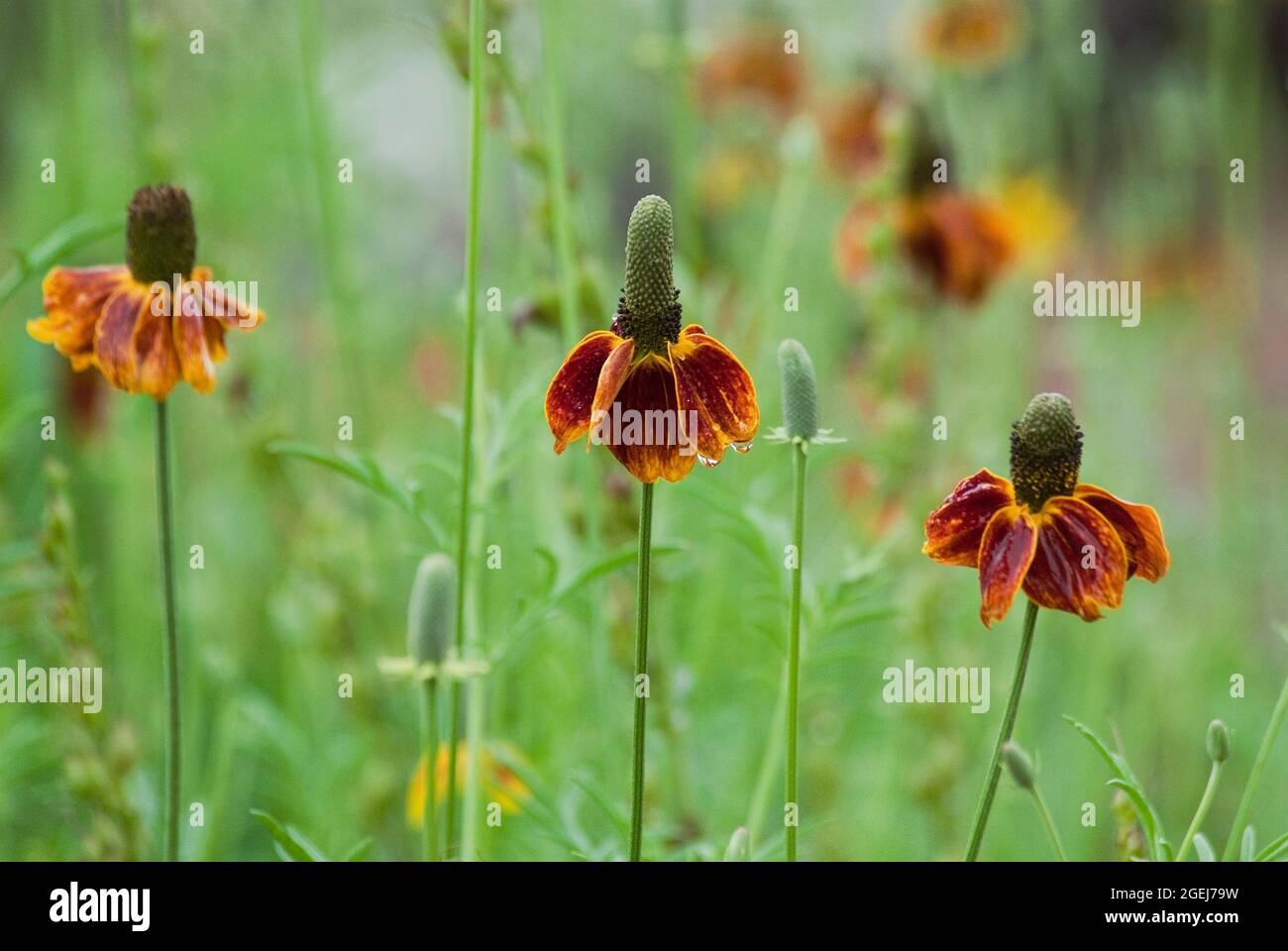 Mexican Hat, Ratibida columnifera, The Arboretum, Flagstaff, Arizona ...
