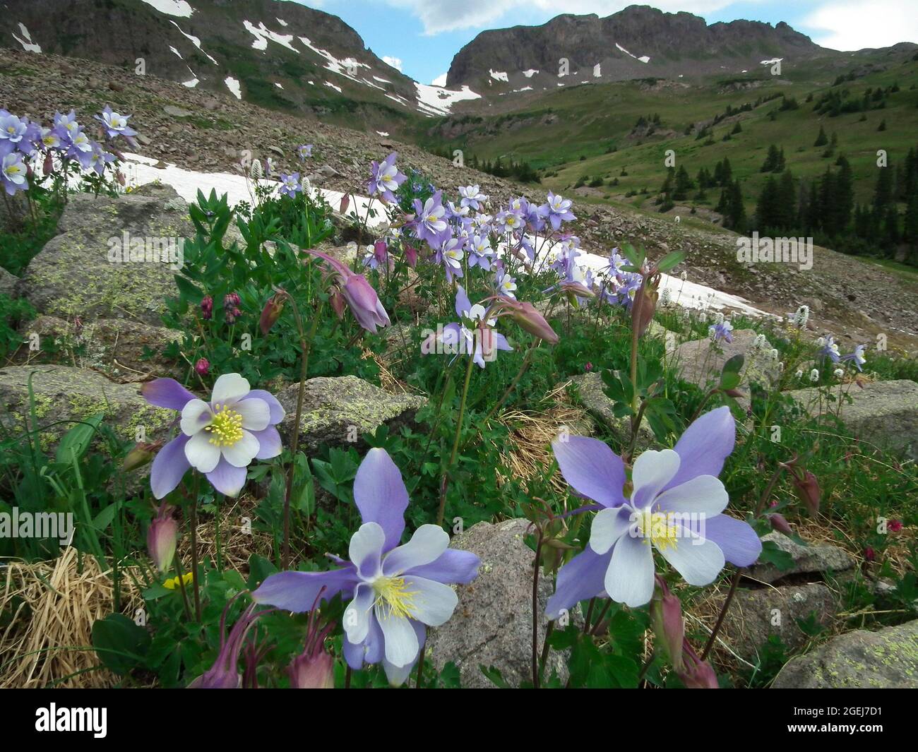Colorado Columbine, Aquilegia caerulea, Gunsight Pass in back, South ...
