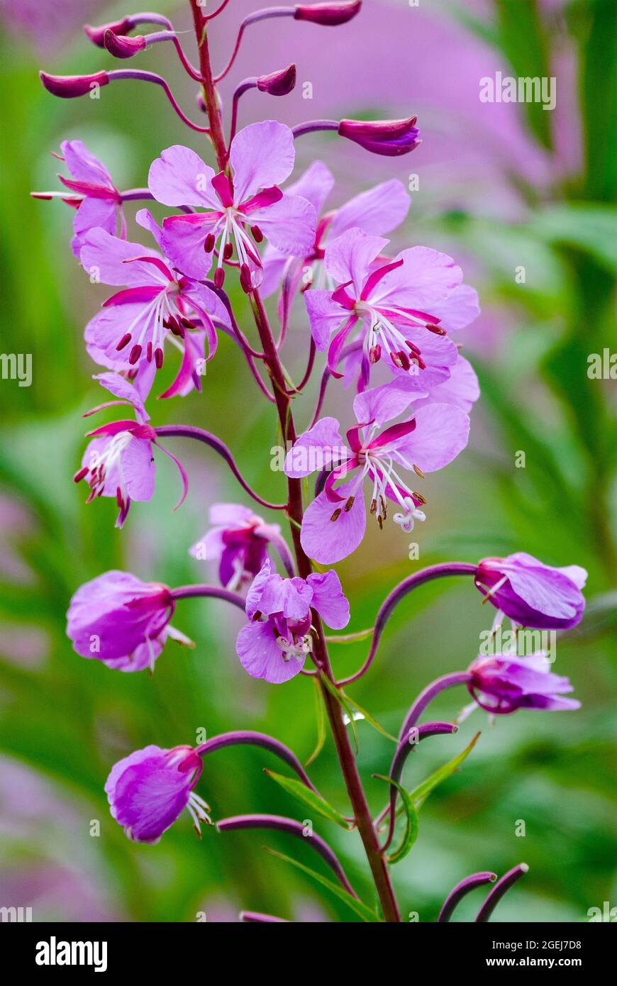 Common Fireweed, Epilobium angustifolium, Copper River Highway, Cordova ...