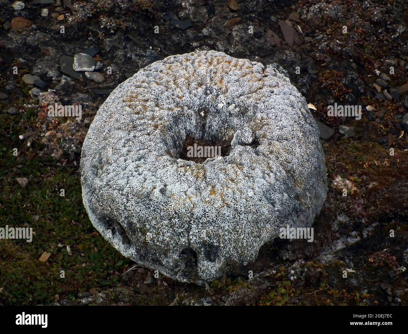 Weathered Whale Bone, Barentsoya, Svalbard, Norway Stock Photo - Alamy