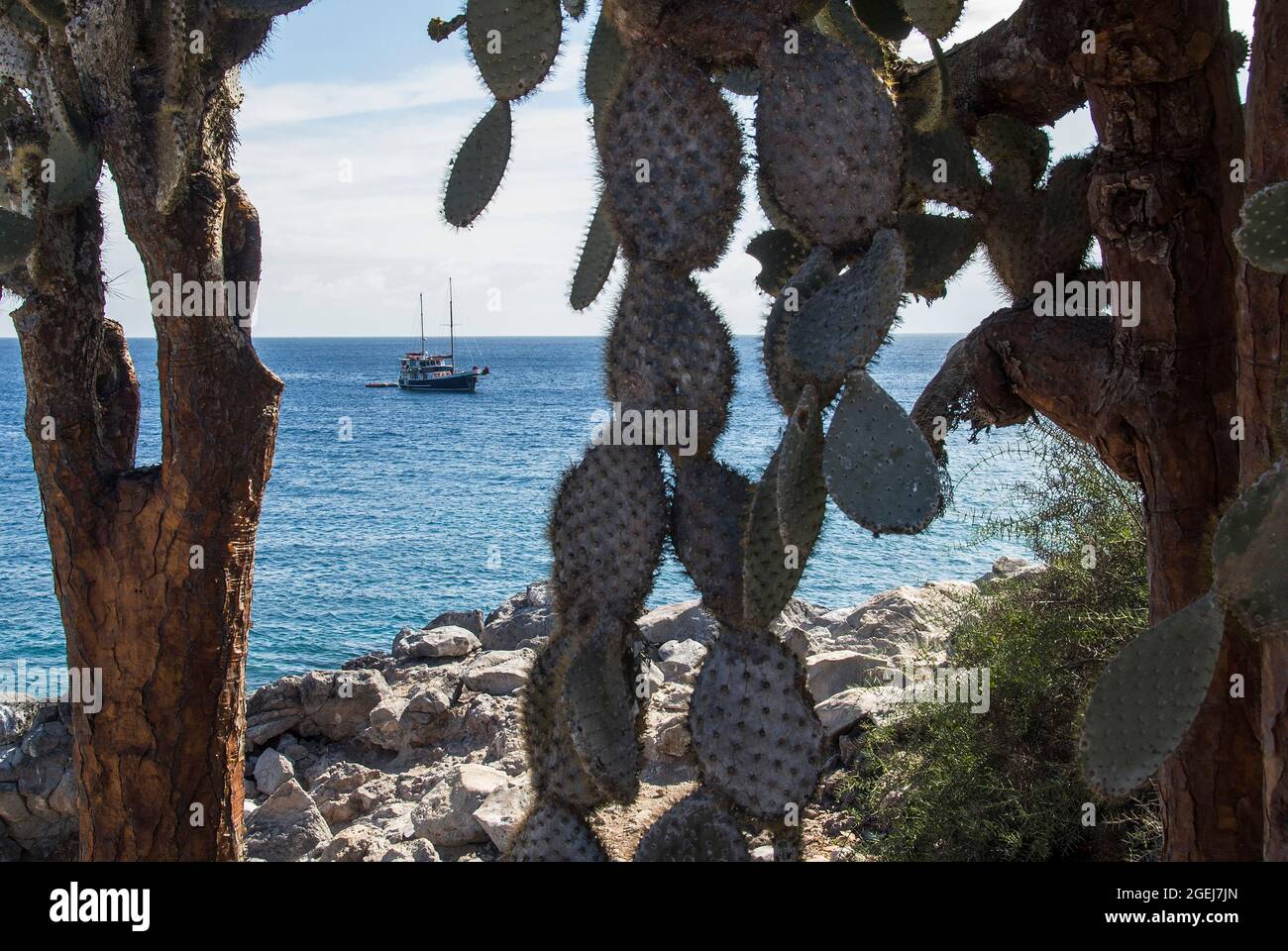 Prickly Pear Cactus, Opuntia echios barringtonensis, Barrington Bay ...