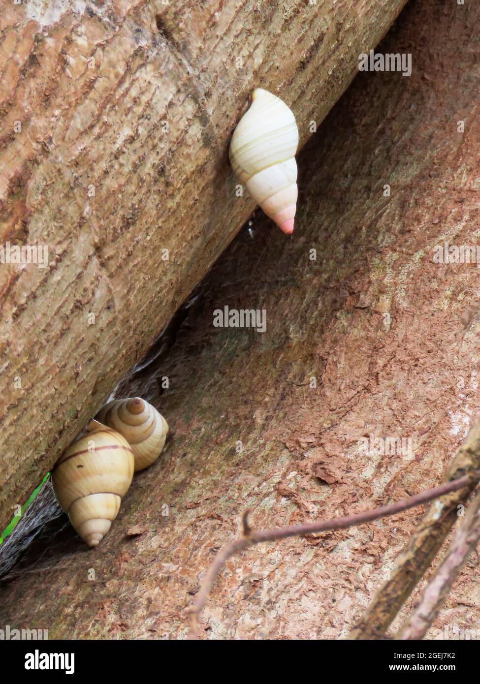 Florida Tree Snail, Liguus fasciatus, Cypress National Preserve ...