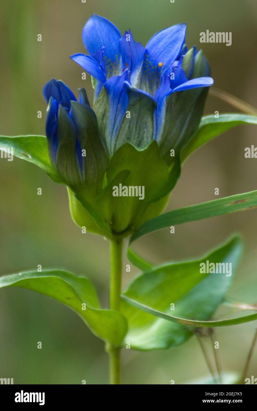 Mountain gentian hi-res stock photography and images - Alamy