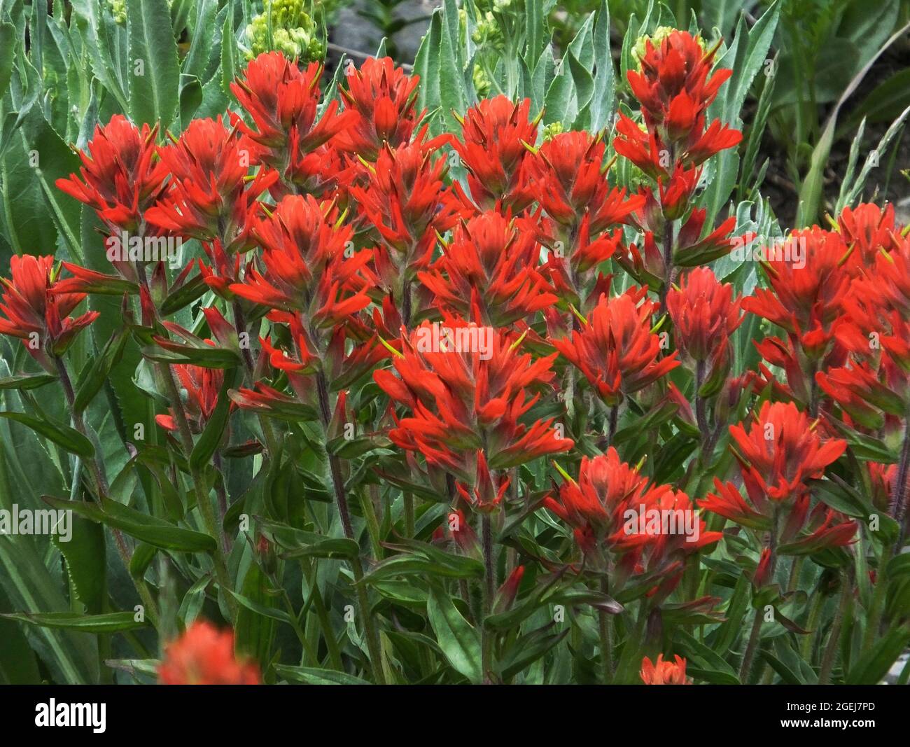 San juan wilderness hi-res stock photography and images - Alamy