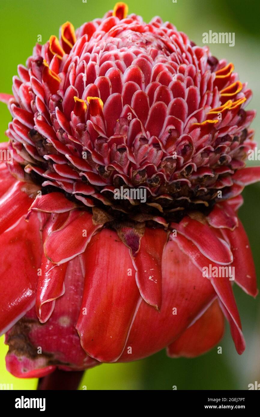 Torch Ginger, Phaeomeria speciosa, Keanae Arboretum, Maui, Hawaii Stock ...