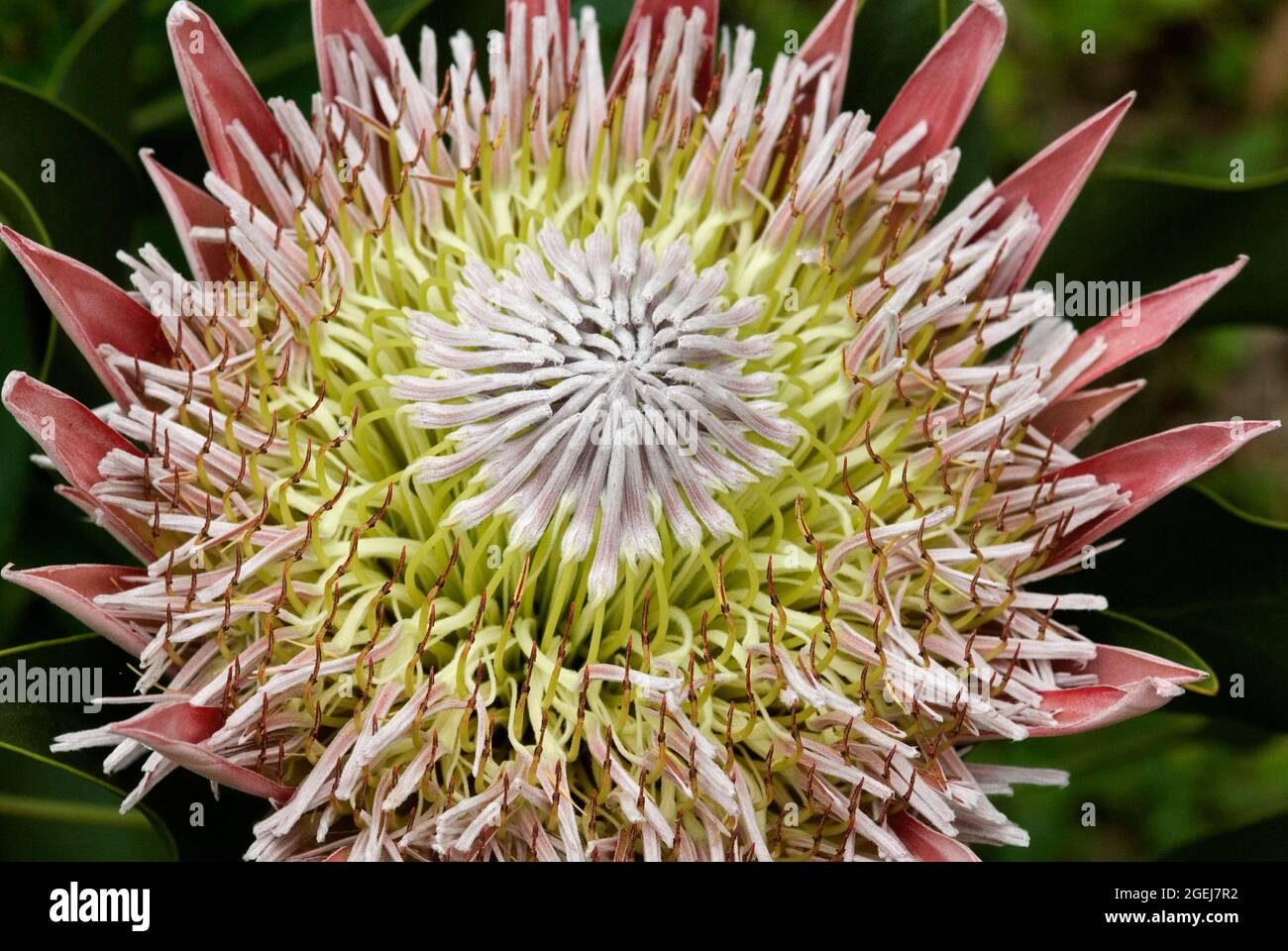 King Protea, Protea cynaroides, Kula Botanical Garden, Maui, Hawaii ...
