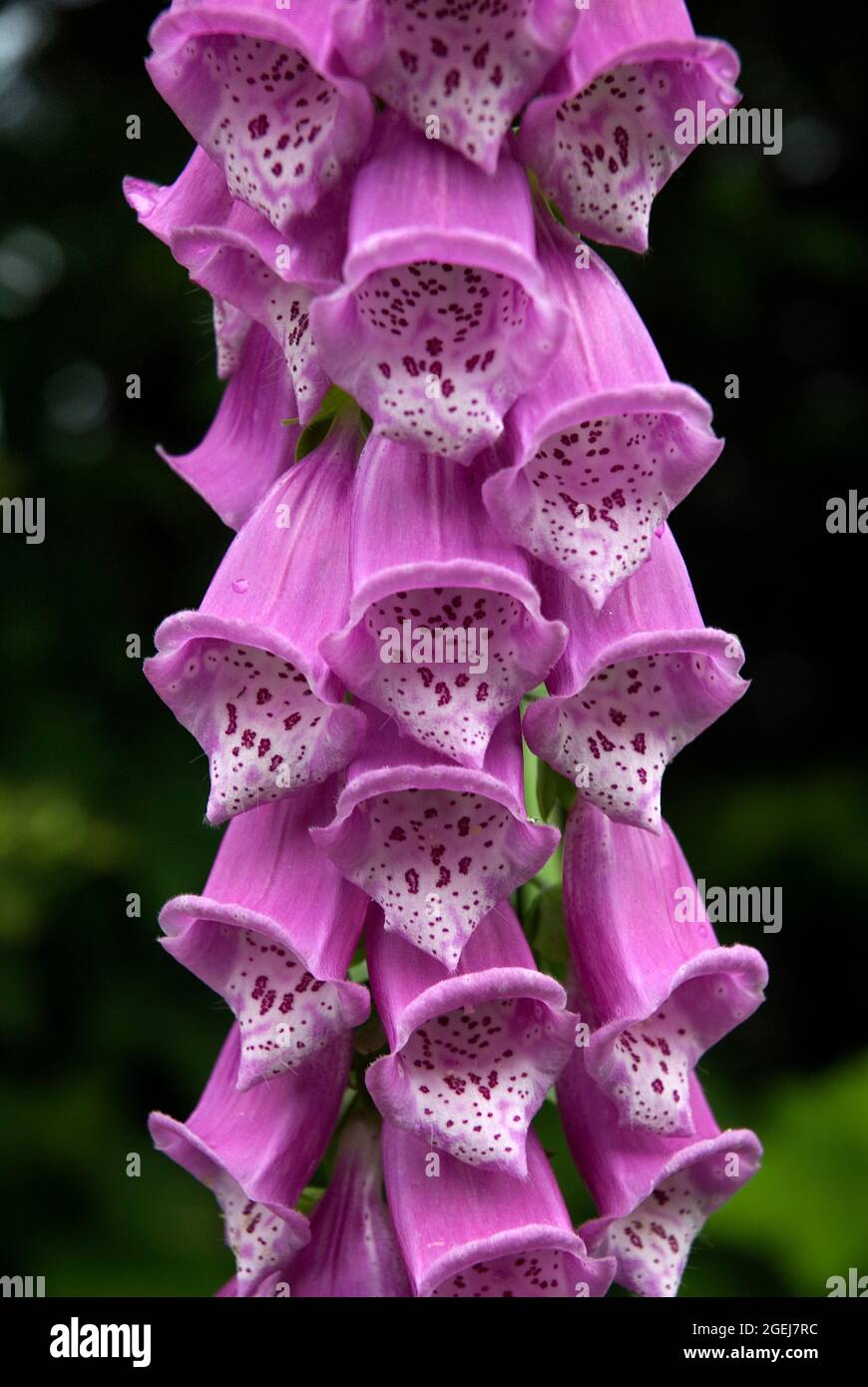 Red Foxglove, Digitailus purpurea, Wrangell, Alaska Stock Photo - Alamy